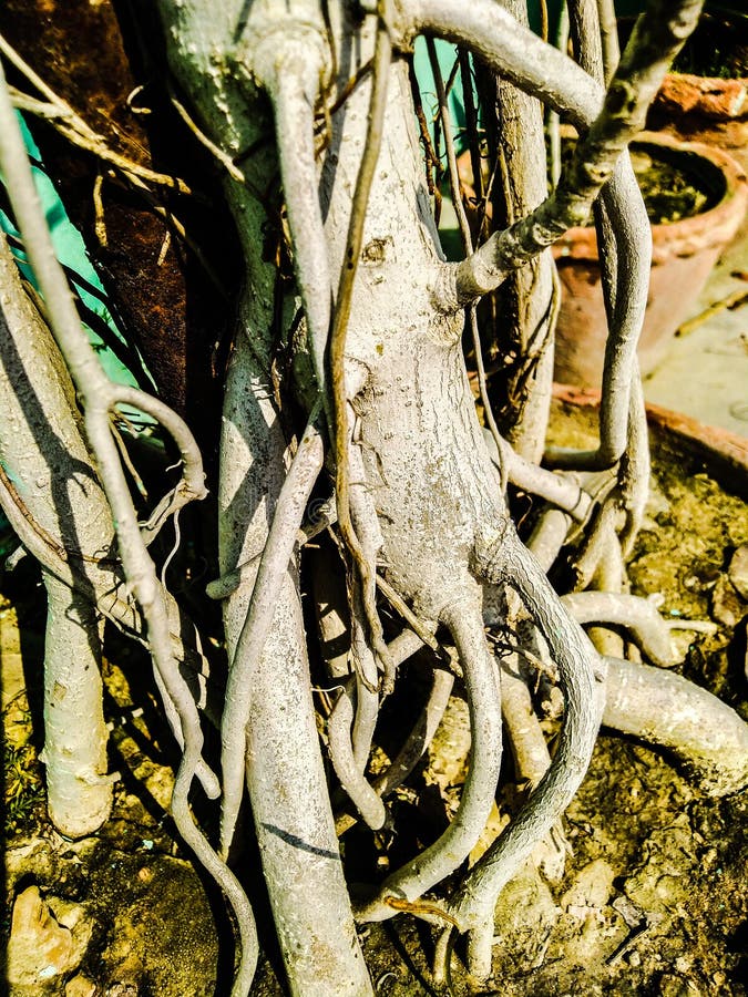 Banayan Roots Stock Photos - Free & Royalty-Free Stock Photos from ...