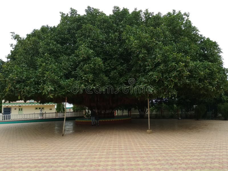 Banayan tree indian stock photo. Image of green, tree - 154418536