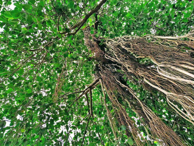Beautiful Banayan Tree Stock Photos - Free & Royalty-Free Stock Photos ...