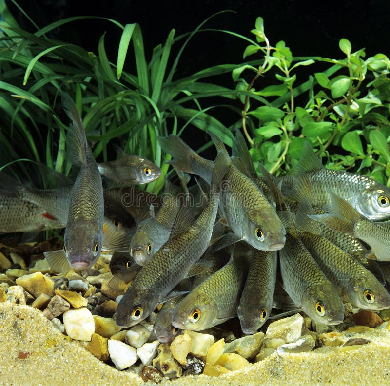 Photos de Gardon Dans L Aquarium - Photos de stock gratuites et libres ...