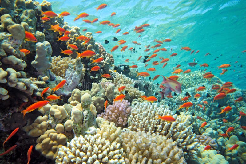 Banc Des Poissons D'anthias Photo stock - Image du nature, récif: 50549778