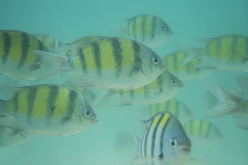 Banc Sous-marin De Poissons Image stock - Image du pélagique, andaman ...