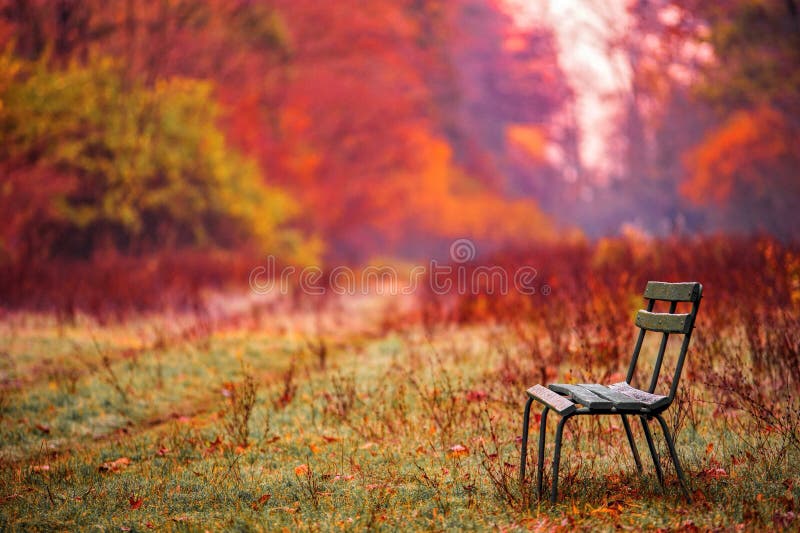 Banch stock image. Image of meadows, nature, apple, meadow - 24627795