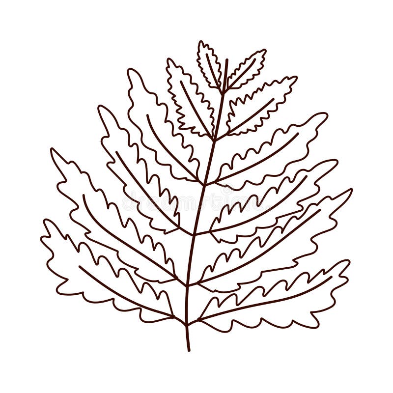 Banch Foliage Autumn Isolated Design White Background Line Style Stock ...