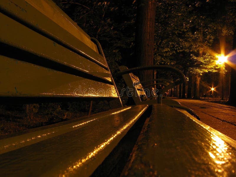 Banch night stock photo. Image of forest, nature, tree - 135422