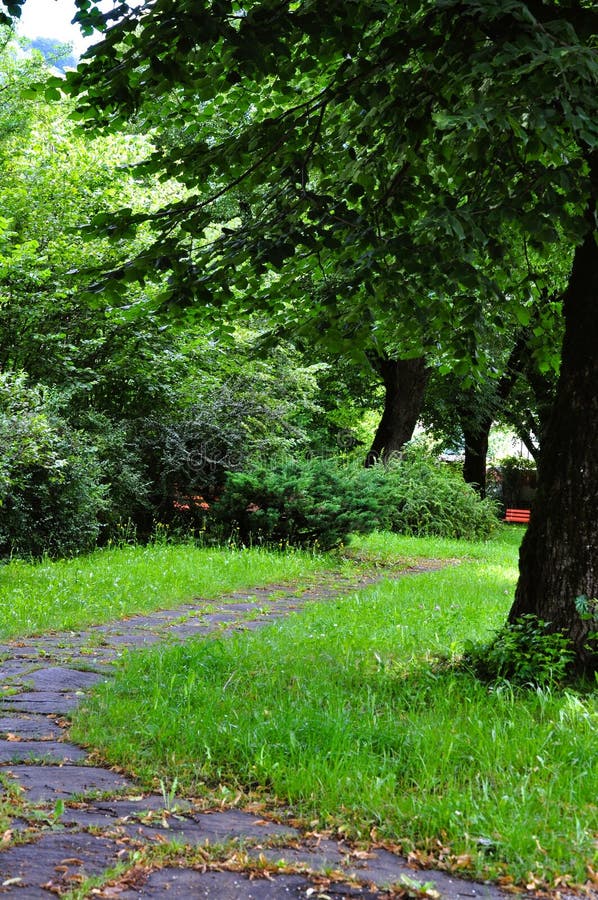 Pathway between trees stock photo. Image of nature, park - 333356022