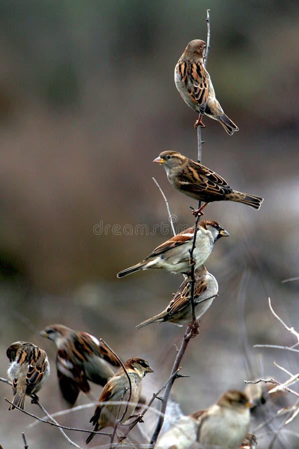 Group Sparrows Stock Photos - Download 621 Royalty Free Photos