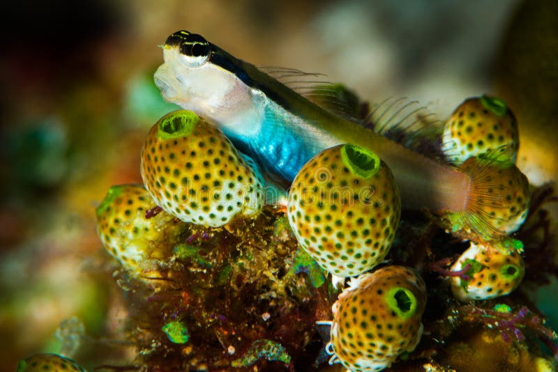 Banda coralblenny fish stock photo. Image of biology - 220893234