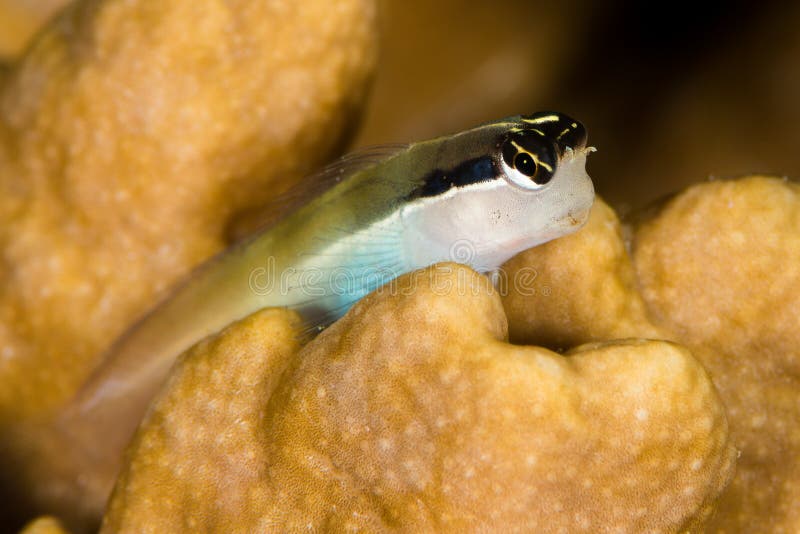 Banda coralblenny fish stock image. Image of marine - 220893609