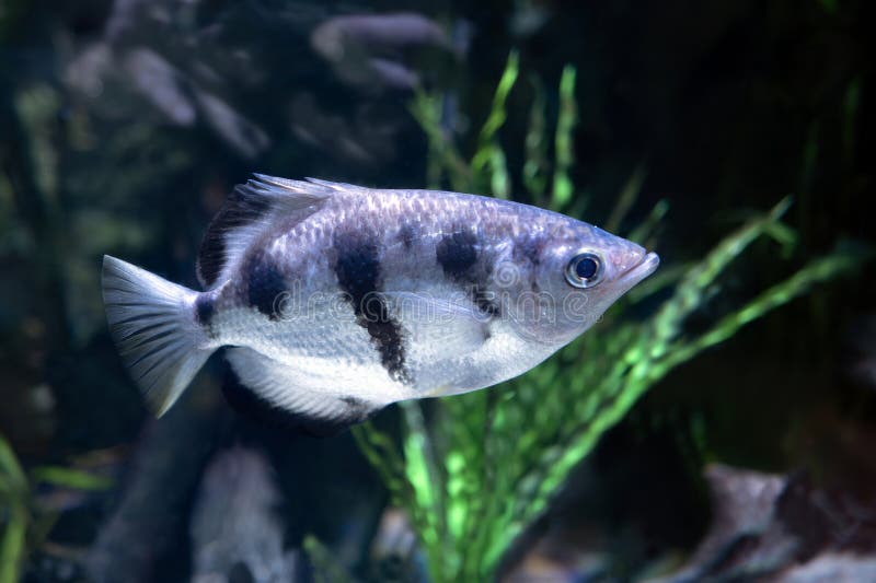 Archer Fish stock photo. Image of animal, close, toxotes - 310140242