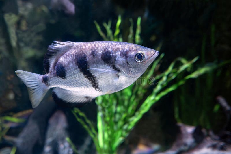 Archer Fish stock photo. Image of animal, white, close - 310140248