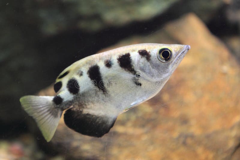 Banded archerfish stock image. Image of archerfish, fish - 29136203