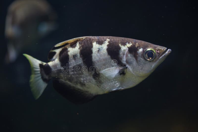 Banded Archerfish Toxotes Jaculatrix Stock Image - Image of toxotes ...