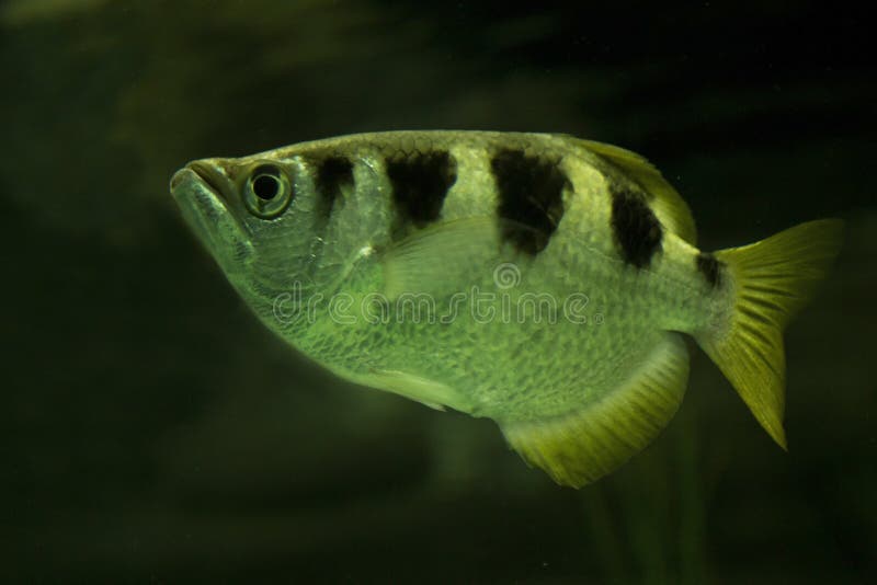 The Banded Archerfish Toxotes Jaculatrix. Stock Image - Image of ...