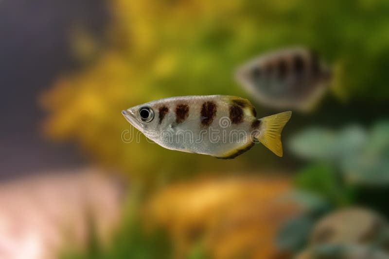 Banded Archerfish - Marine Fish Stock Photo - Image of actinopterygians ...