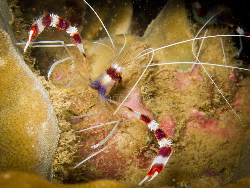 Banded boxer shrimp stock photo. Image of night, reef - 15789864