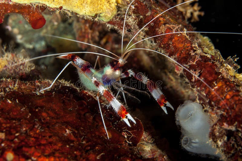Banded Boxer Shrimp stock image. Image of indian, black - 193012443