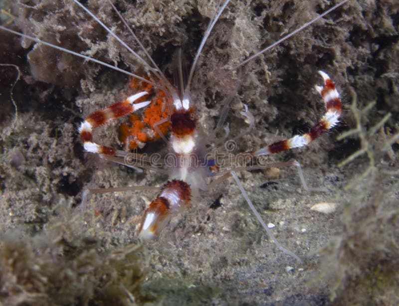 A Banded Boxer Shrimp (Stenopus Hispidus) in Florida Stock Photo ...