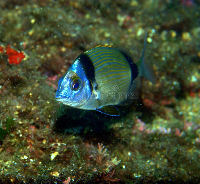 Two-banded bream stock photo. Image of fish, striped - 12625174