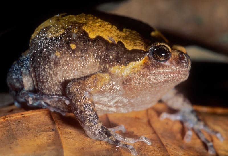 Banded bull frog stock photo. Image of introduced, frog - 24283606