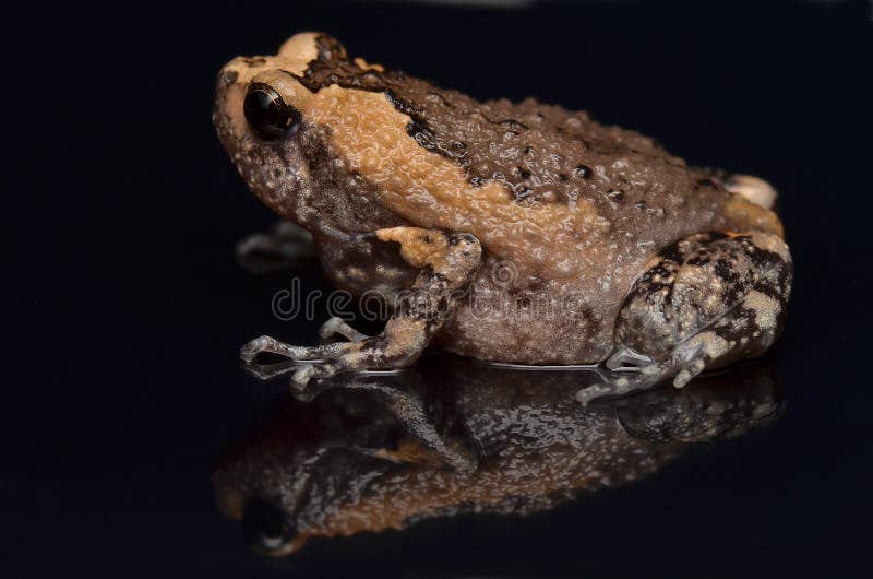 Banded Bull frog stock photo. Image of painted, fauna - 119384522