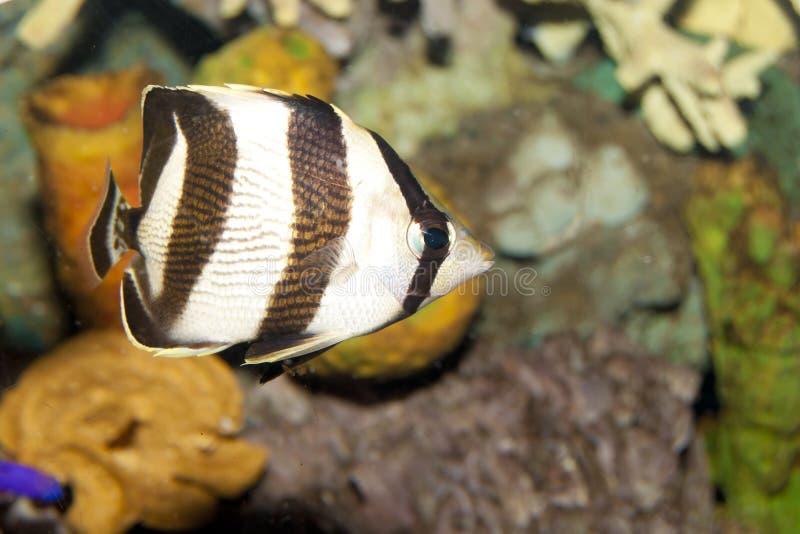 Banded Butterflyfish (Chaetodon Striatus) Stock Photo - Image of ...