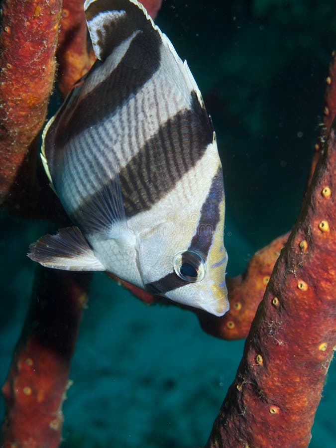 Banded Butterflyfish 01 stock image. Image of caribbean - 45347903