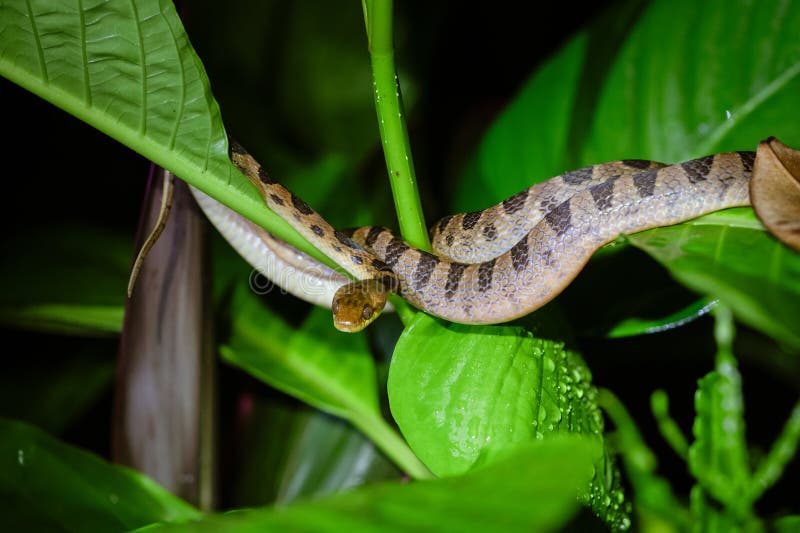 Banded Cat-eyed Snake Leptodeira Annulata Stock Photo - Image of costa ...