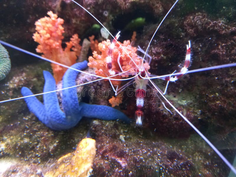 Banded Coral Shrimp or Banded Cleaner Shrimp Stenopus Hispidus in the ...