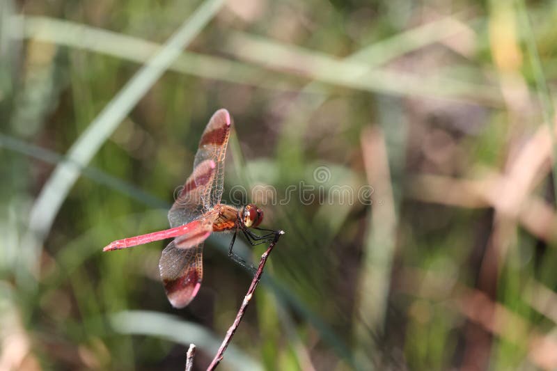 Banded Darter Dragonfly Perched in a Wetland Stock Image - Image of ...