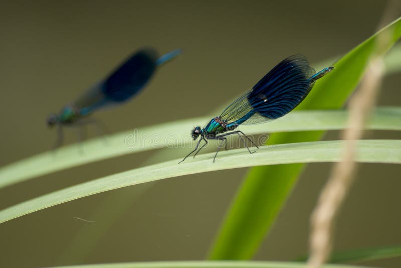 Banded Dragonfly Calopteryx Splendens Stock Photo - Image of natural ...