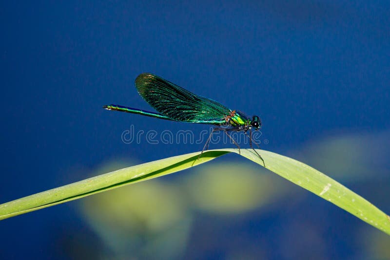 Banded Dragonfly at a River Stock Photo - Image of damselfly, macro ...