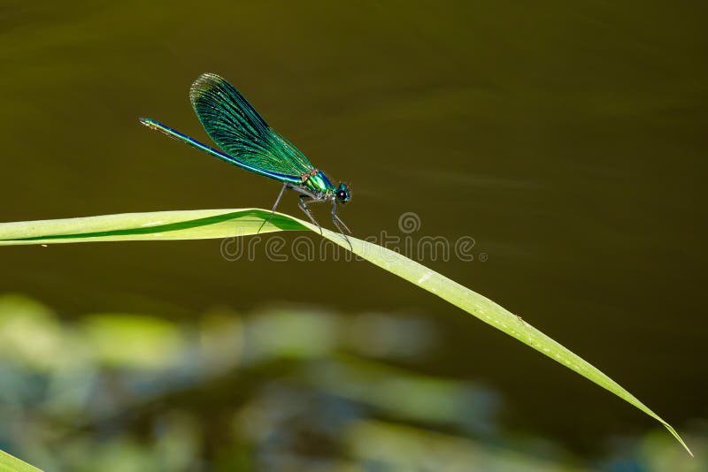 Banded Dragonfly at a River Stock Photo - Image of dragonfly, close ...