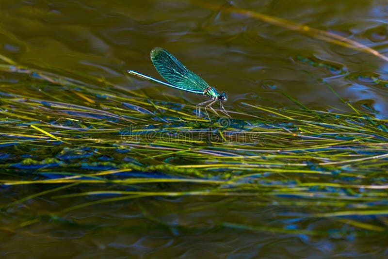 Banded Dragonfly at a River Stock Image - Image of banded, wild: 188522087