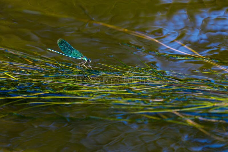 Banded Dragonfly at a River Stock Photo - Image of animal, damselfly ...