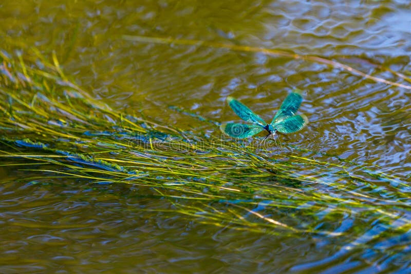 Banded Dragonfly at a River Stock Image - Image of calopteryx, leaf ...