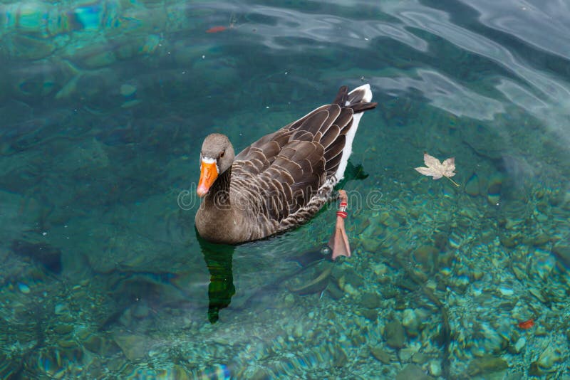 Banded Duck Floating in the Alpine Lake Stock Image - Image of wild ...
