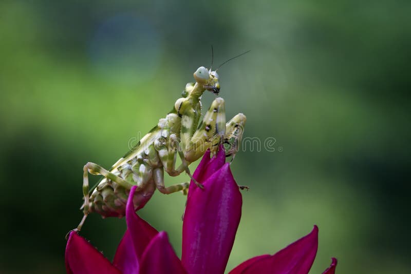 Banded Flower Mantis on Red Flower Stock Image - Image of asian ...