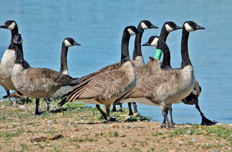 Banded geese stock photo. Image of plains, candaian, legs - 20839654