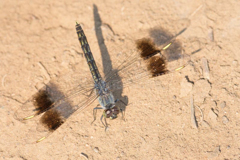 Banded Groundling Dragonfly Stock Photo - Image of nature, eyes: 65034258