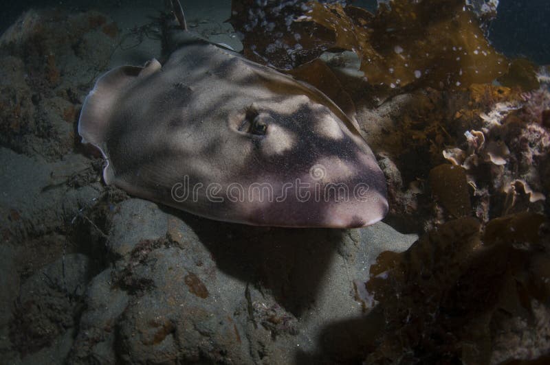 Banded Guitar Fish stock image. Image of sitting, wild - 95041491