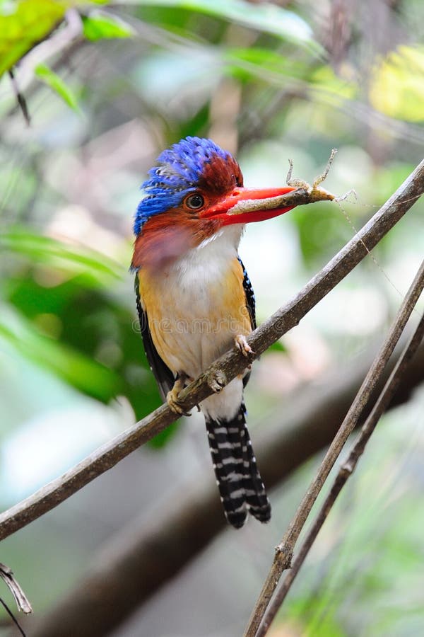 Banded Kingfisher (Male) stock photo. Image of jungle - 24440490