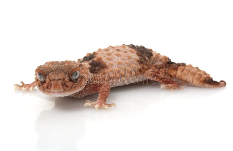 Tokay Gecko (Gecko gecko) stock photo. Image of lizard - 4179692