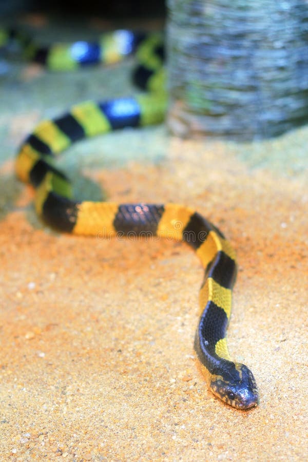 Banded Krait (Bungarus Fasciatus) Stock Photo - Image of krait, yellow ...