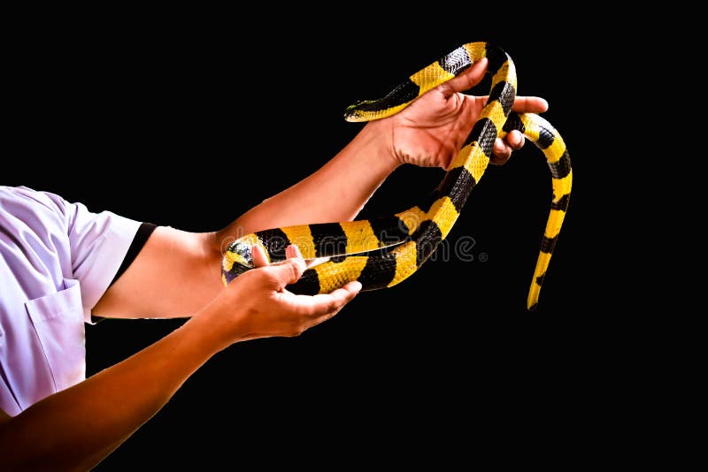 Banded Krait Snake on a Hand Stock Image - Image of black, bungarus ...