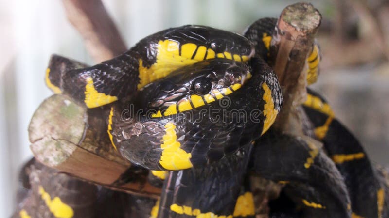 Banded Krait Snake Close - Up View Stock Photo - Image of creature ...