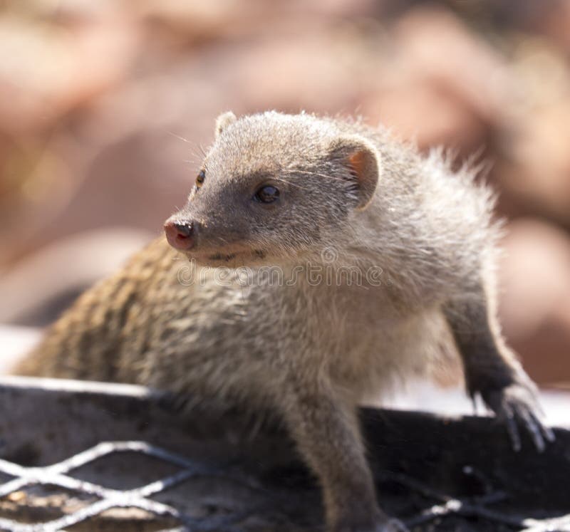 Banded Mangoose Looking at Camera Stock Photo - Image of conservation ...