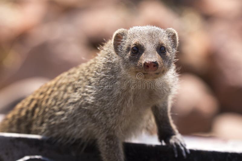 Banded mangoose in Namibia stock photo. Image of national - 134239030