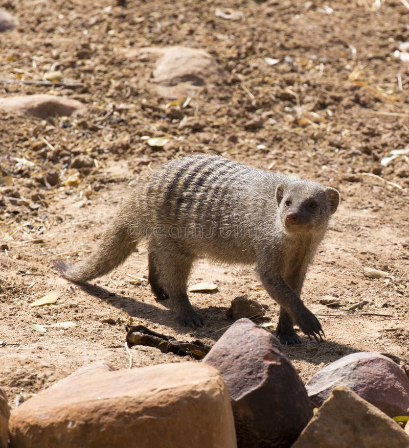 Mangoose stock image. Image of mangoose, wild, beautiful - 49614099