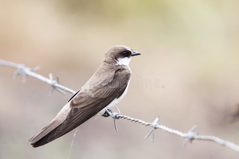 Banded Martin stock photo. Image of banded, wildlife - 52219220